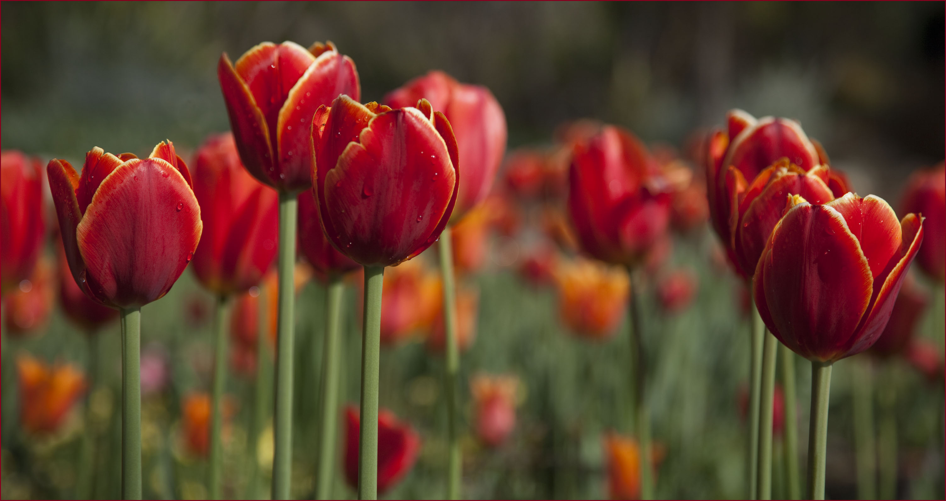 Galleries | John Grusd Photography