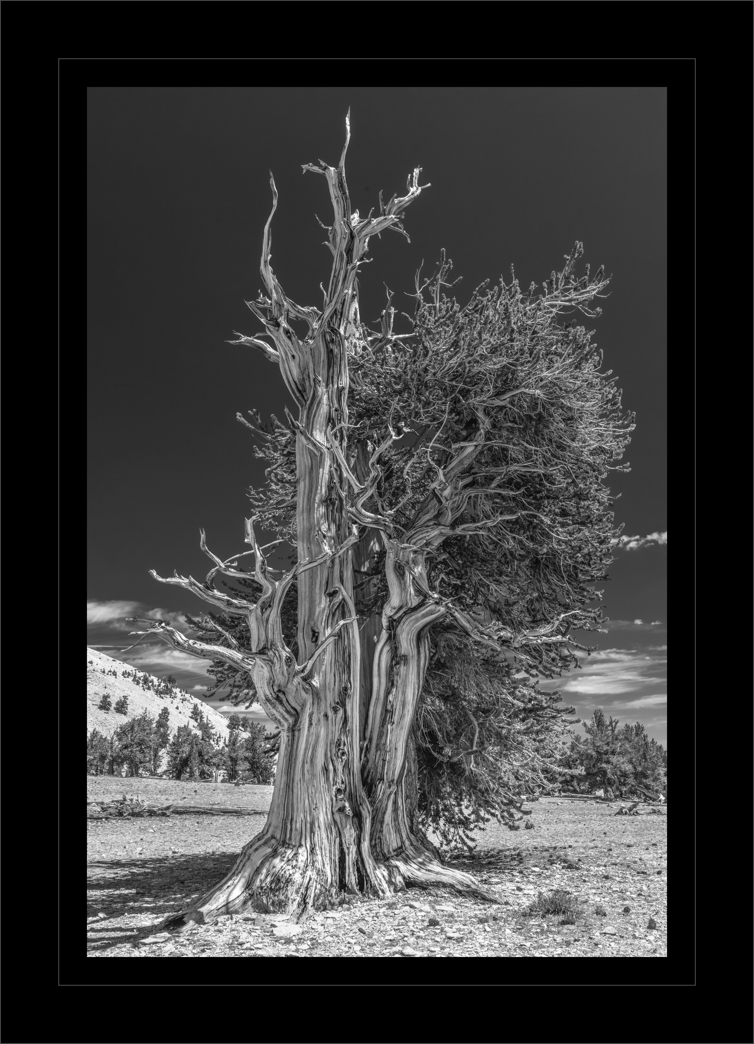 Survivor | John Grusd Photography