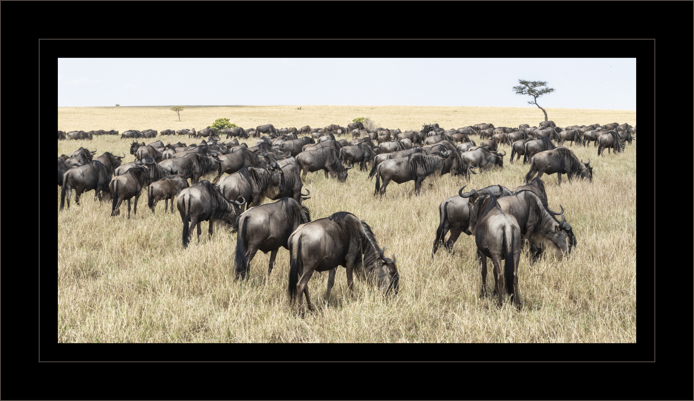 Grazers | John Grusd Photography