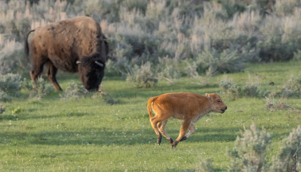Red Dog Run | John Grusd Photography