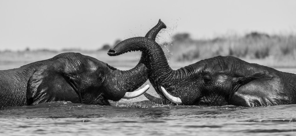 Playing Pachyderms | John Grusd Photography